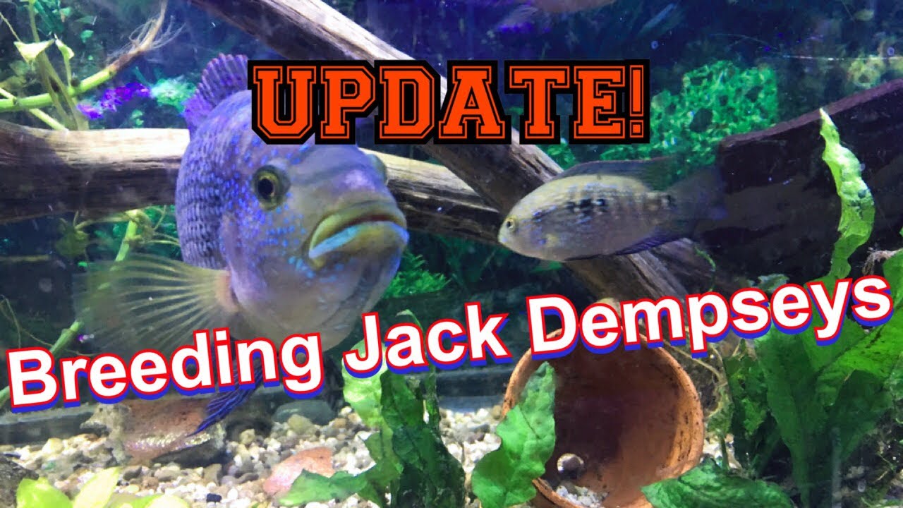 JACK DEMPSEY FRY UPDATE! - YouTube