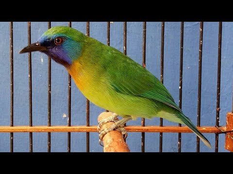Untuk Masteran | Burung Cucak Kinoy Gacor - YouTube