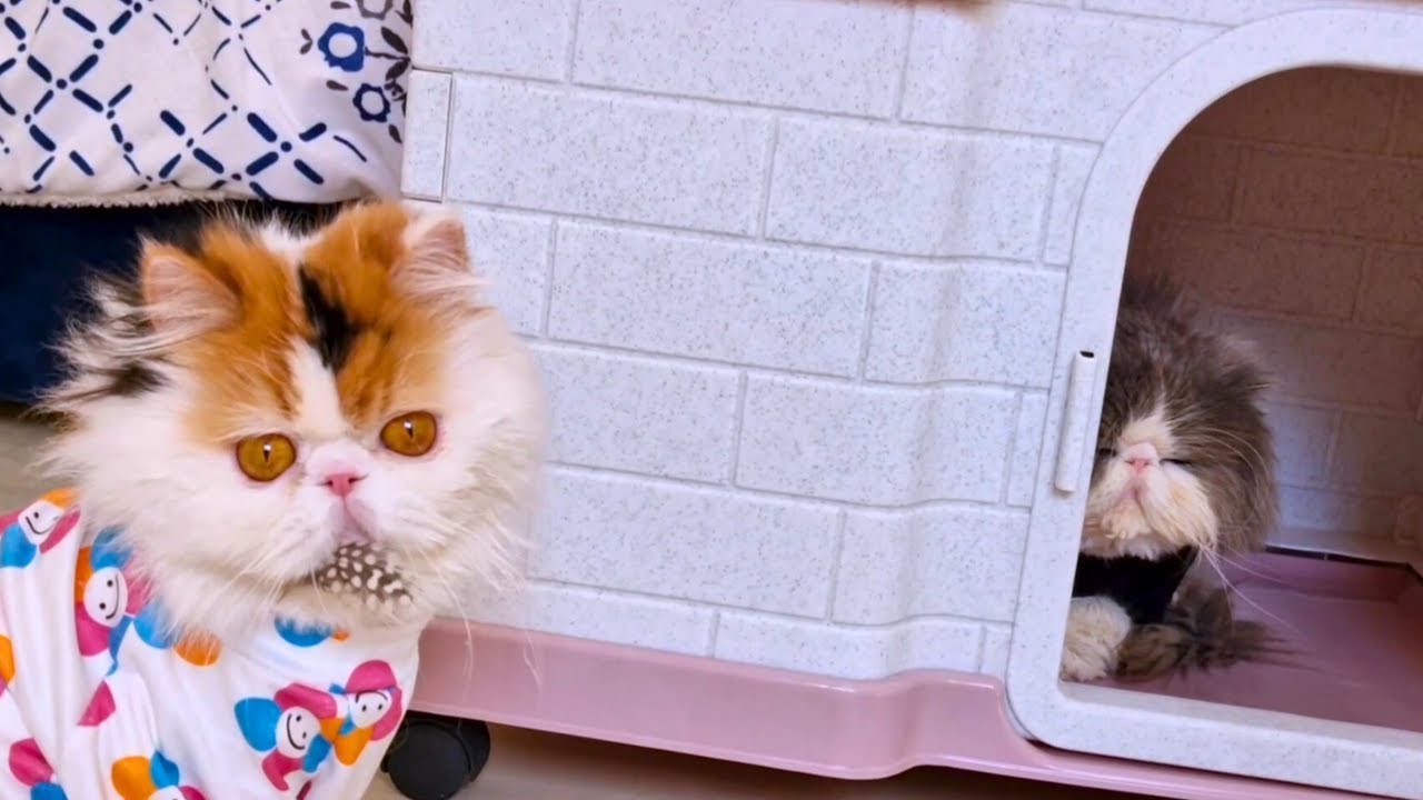 Do you think I'm a cat to play with me? - YouTube