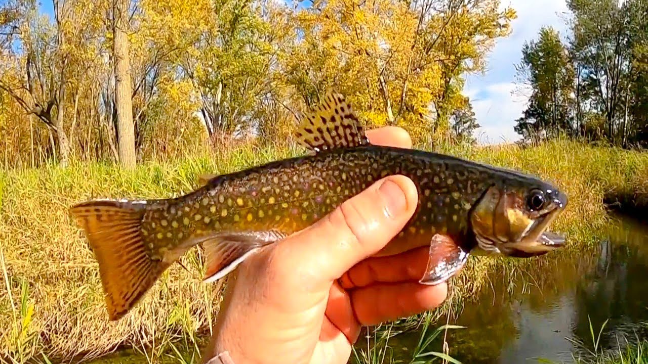 Trout Fishing in Wisconsin at Sand Creek - Dunn County - YouTube