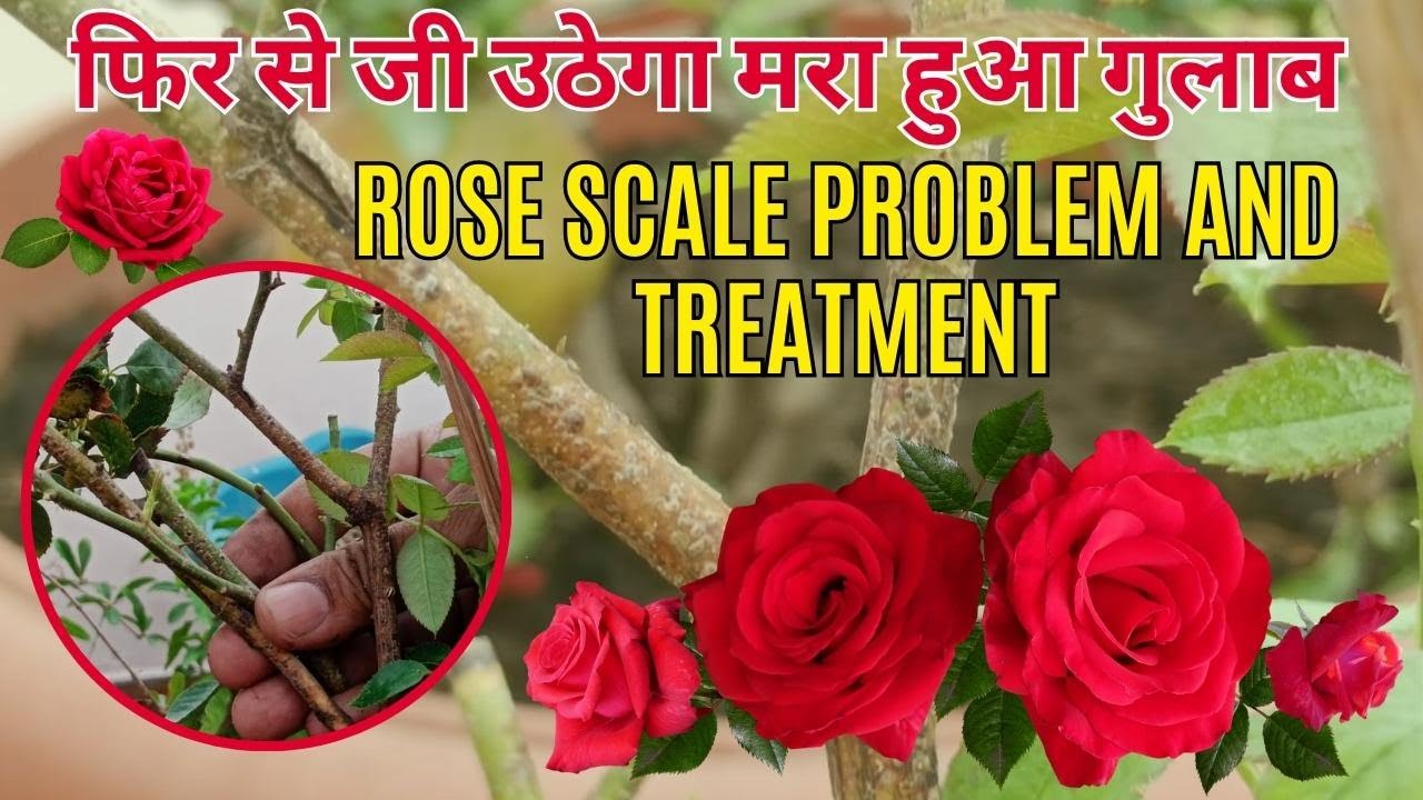 फिर से जी उठेगा मरा हुआ गुलाब | Rose scale problem and treatment | Rose ...