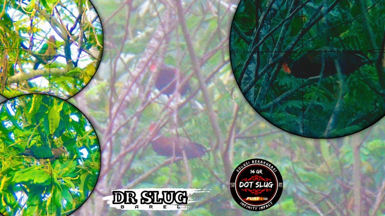 Hunting Ayam Hutan Dengan DOT slug 14g/Bonus Tekukur dan punai Tanah ...