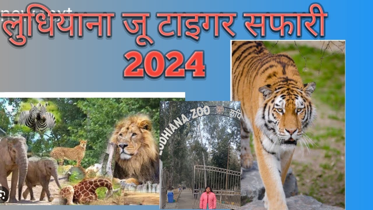 Ludhiana zoo full video Tiger safari Ludhiana Punjab🐯#blog #video #जू ...