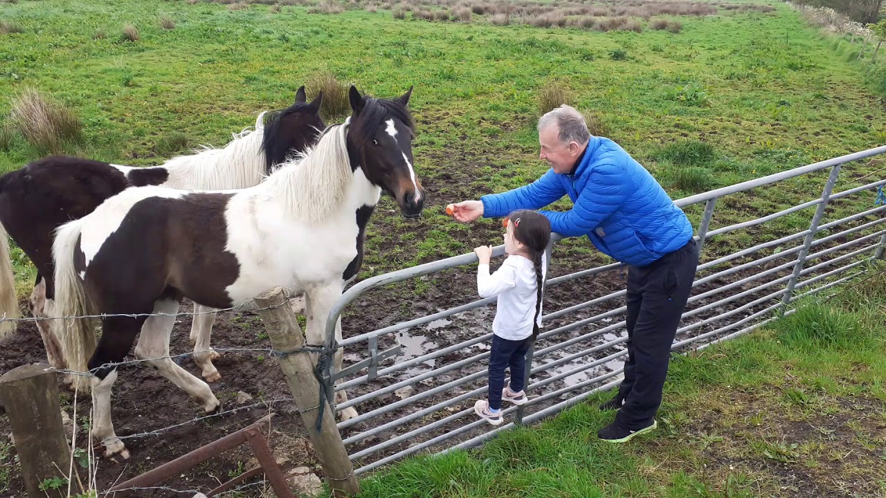 Wee pony never had a carrot....lol - YouTube
