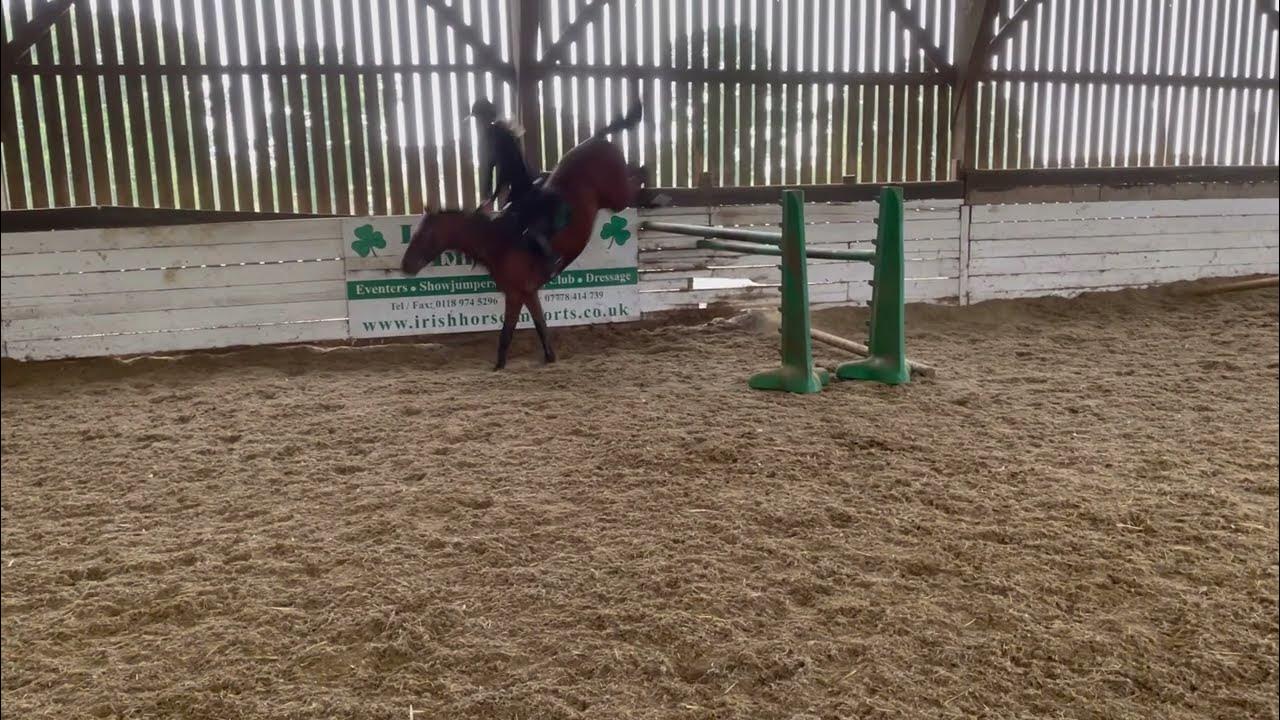 16hh approx, quality bay gelding - YouTube