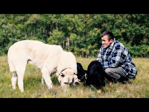 Ovaj nema cijene! NI PET NI DESET, NE MOŽEŠ GA PLATITI!