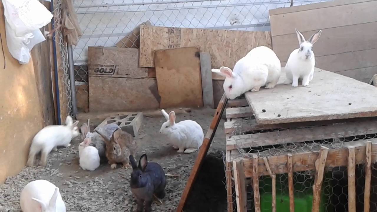 Rabbit update: a lot of baby rabbits - YouTube