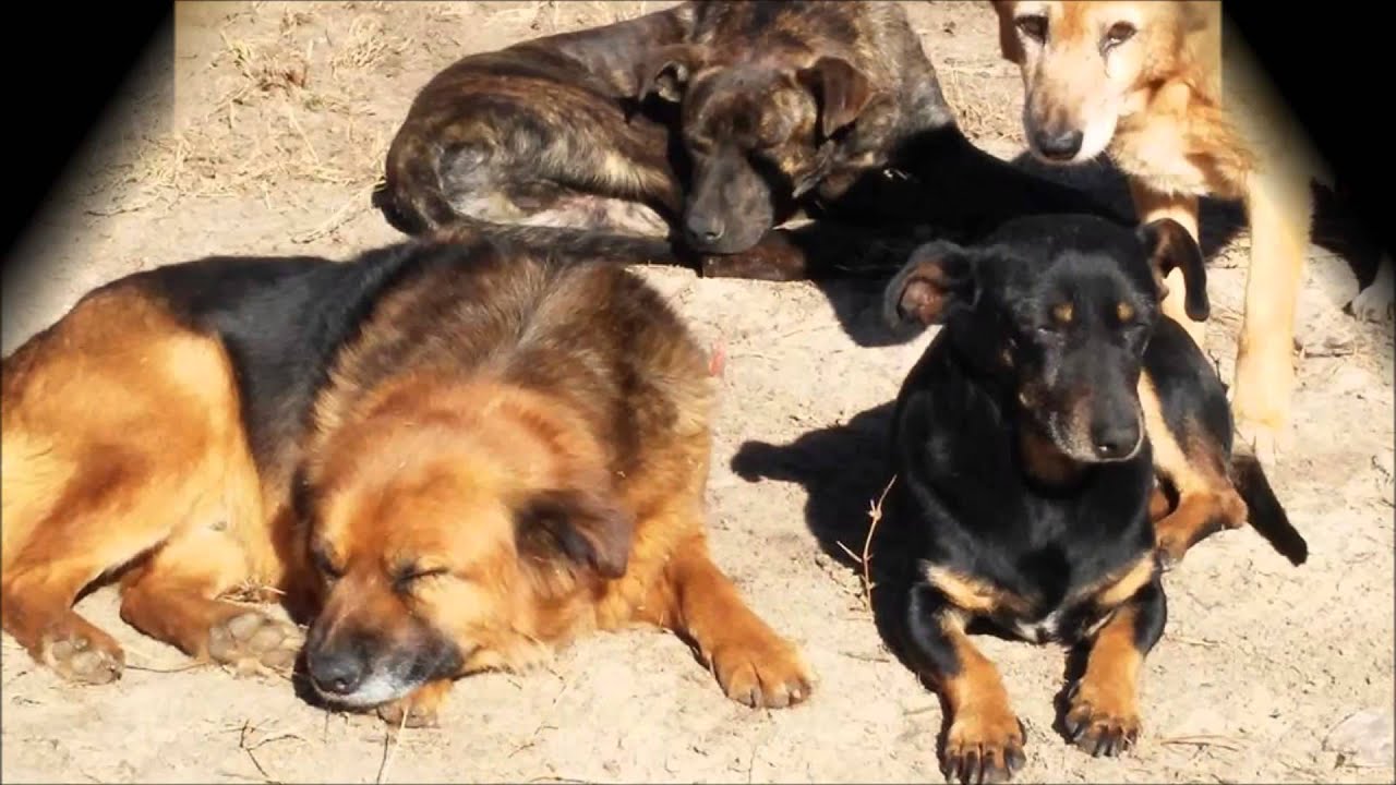 CUCHAS 2015 - YouTube