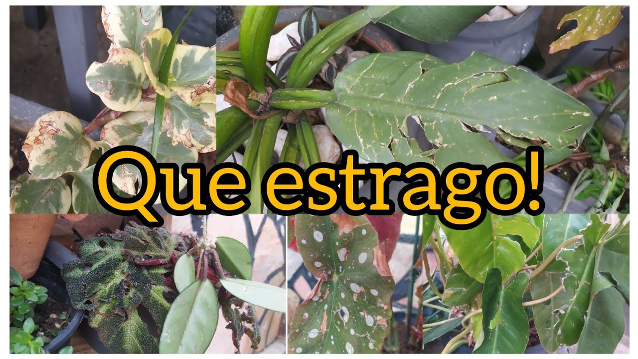 Como ficaram as plantas depois da chuva de granizo! - YouTube
