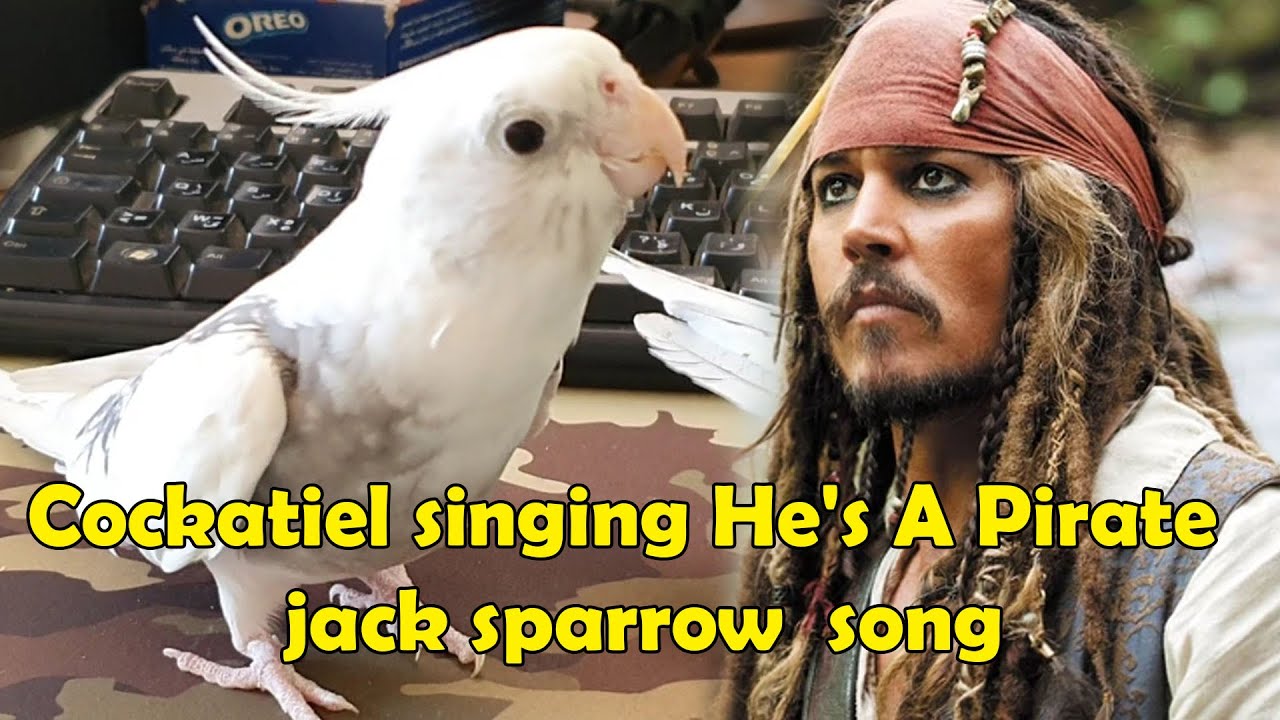 Cockatiel singing He's A Pirate - jack sparrow song - YouTube