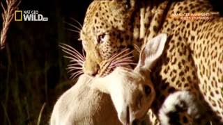 Killer Leopards - Maneater manhunt - YouTube