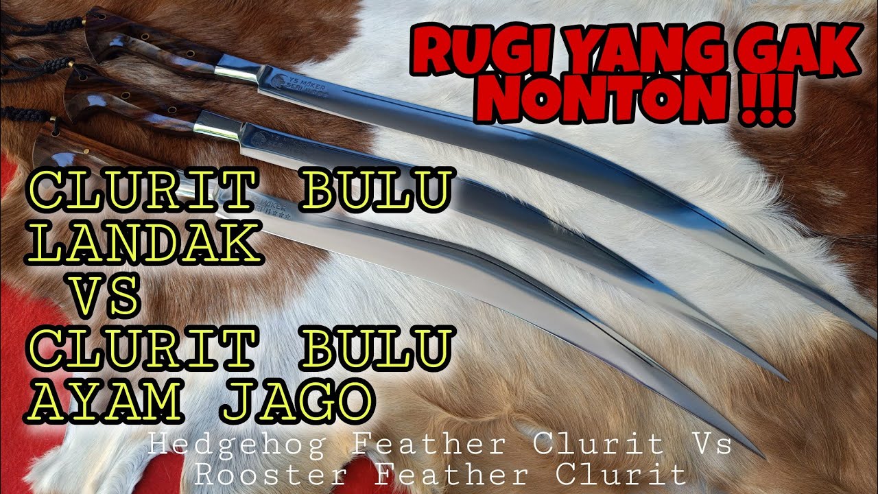 REVIEW PERBEDAAN CLURIT BULU LANDAK DAN CLURIT BULU AYAM JAGO ...