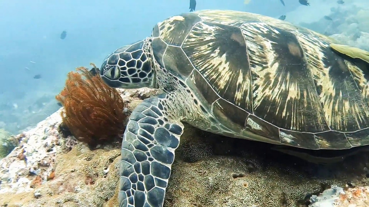 Sea Turtle beyond the ridge - YouTube