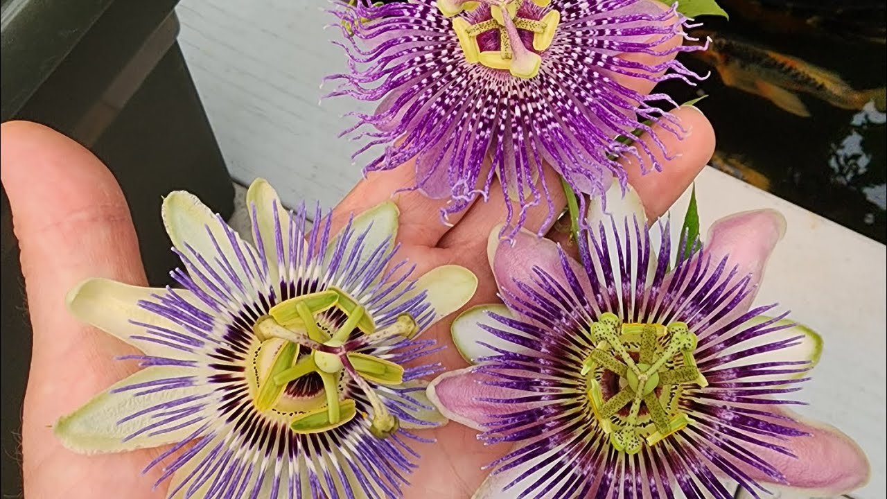 Trifecta Of Passion Flower Beauty, 5 More Varieties Coming - YouTube