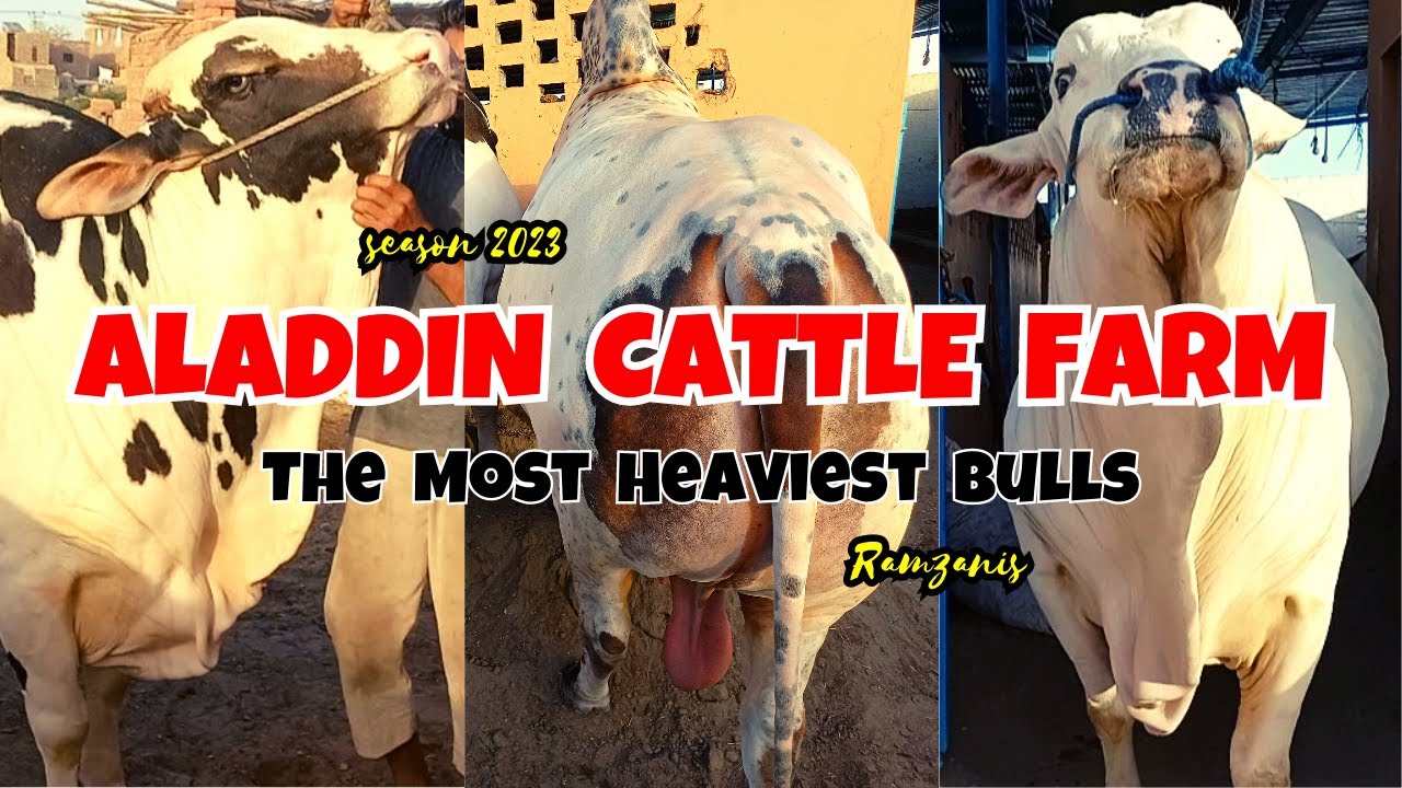Aladdin Cattle Farm | Heaviest Bulls Ever | Latifabad 10 Number Mir ...