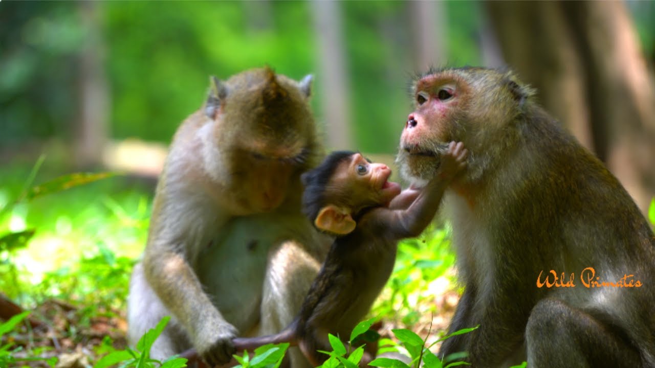 The old monkey loves the baby monkey very much and always pays ...