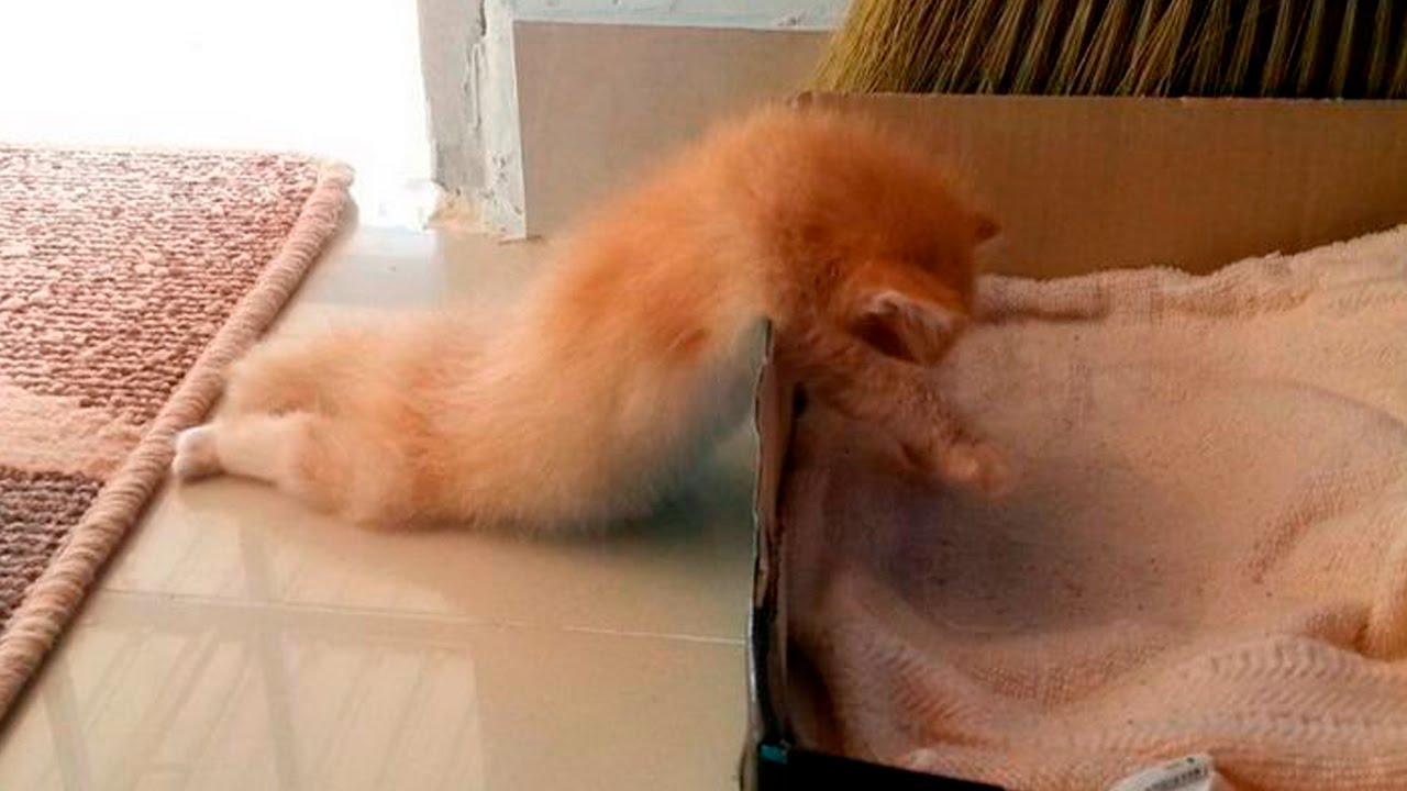 Animal Fails of the Week 4 December 2016 - Animal Fails Compilation ...