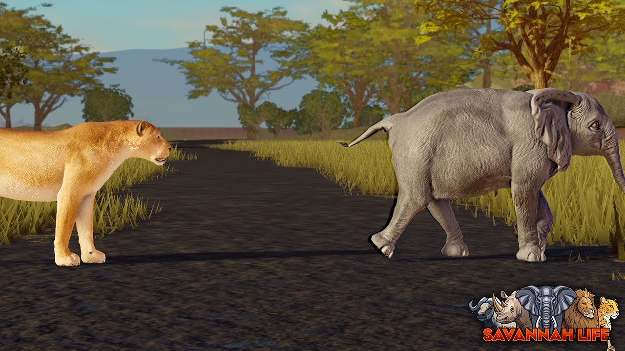 Lion Finds Lost Baby Elephant! | ROBLOX Savannah Life - YouTube
