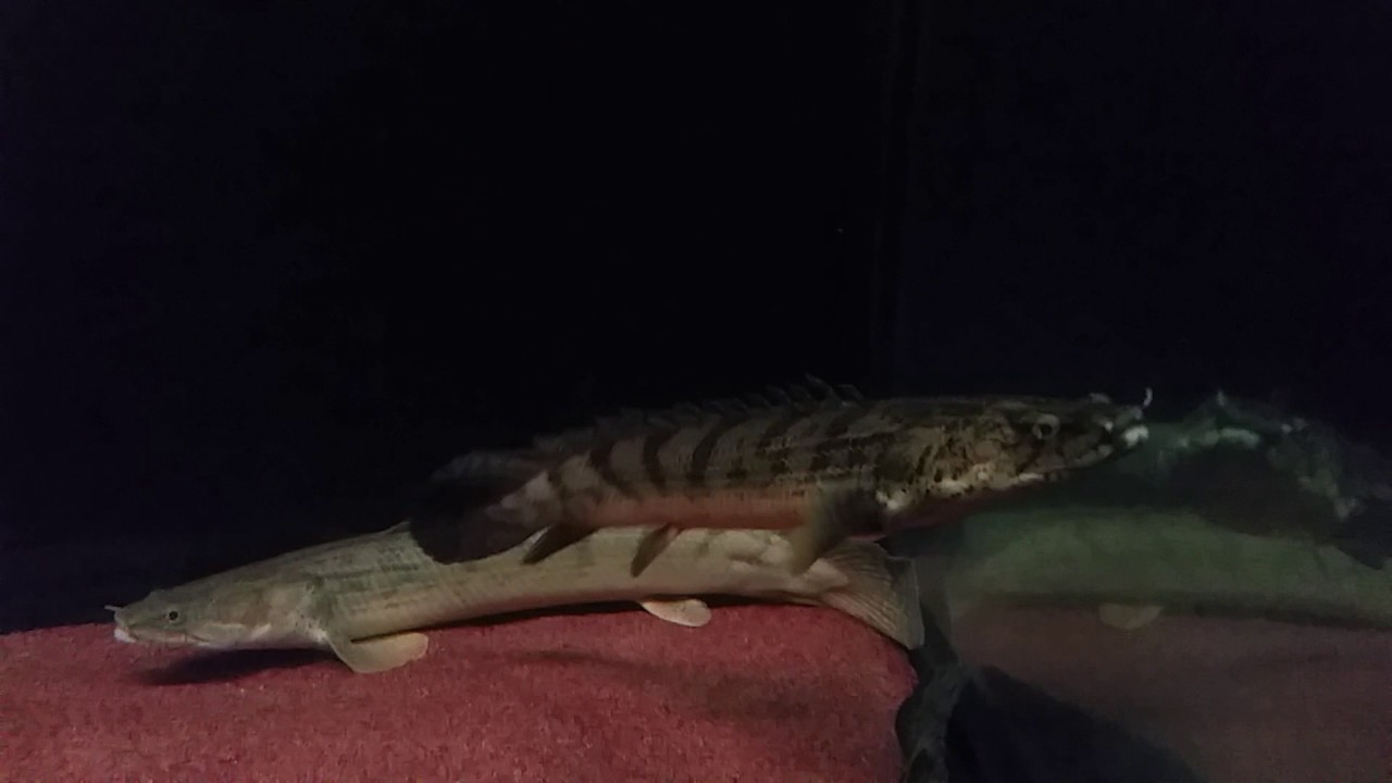 Polypterus congicus - YouTube