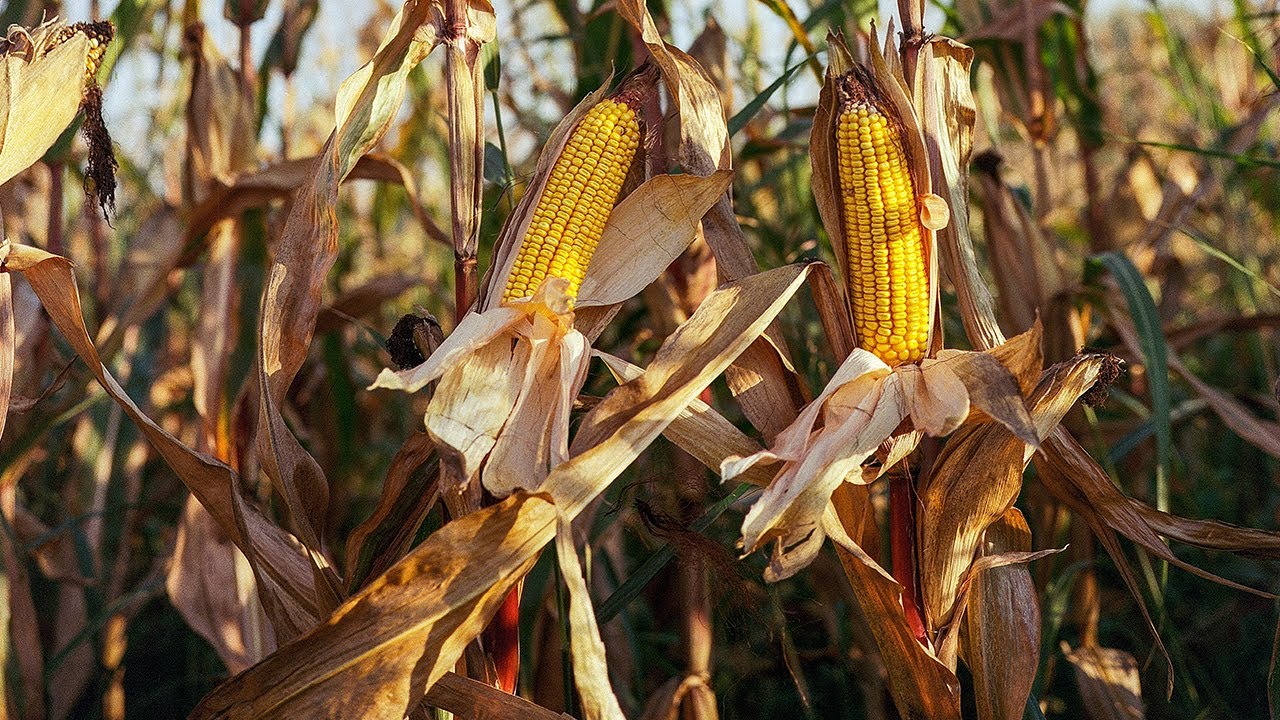 Gentle Roll™ - Corn Screening - YouTube