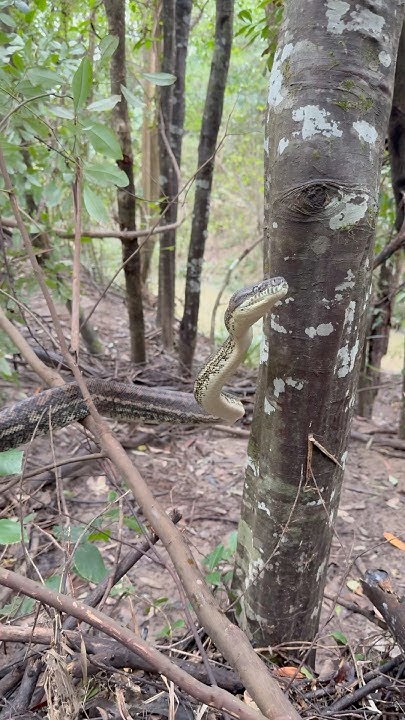 Coastal Carpet Python climbing with birds singing #snakevideo #nature # ...