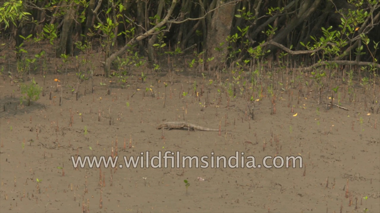 Water Monitor Lizard negotiates Sundarbans marshes and swamps - YouTube