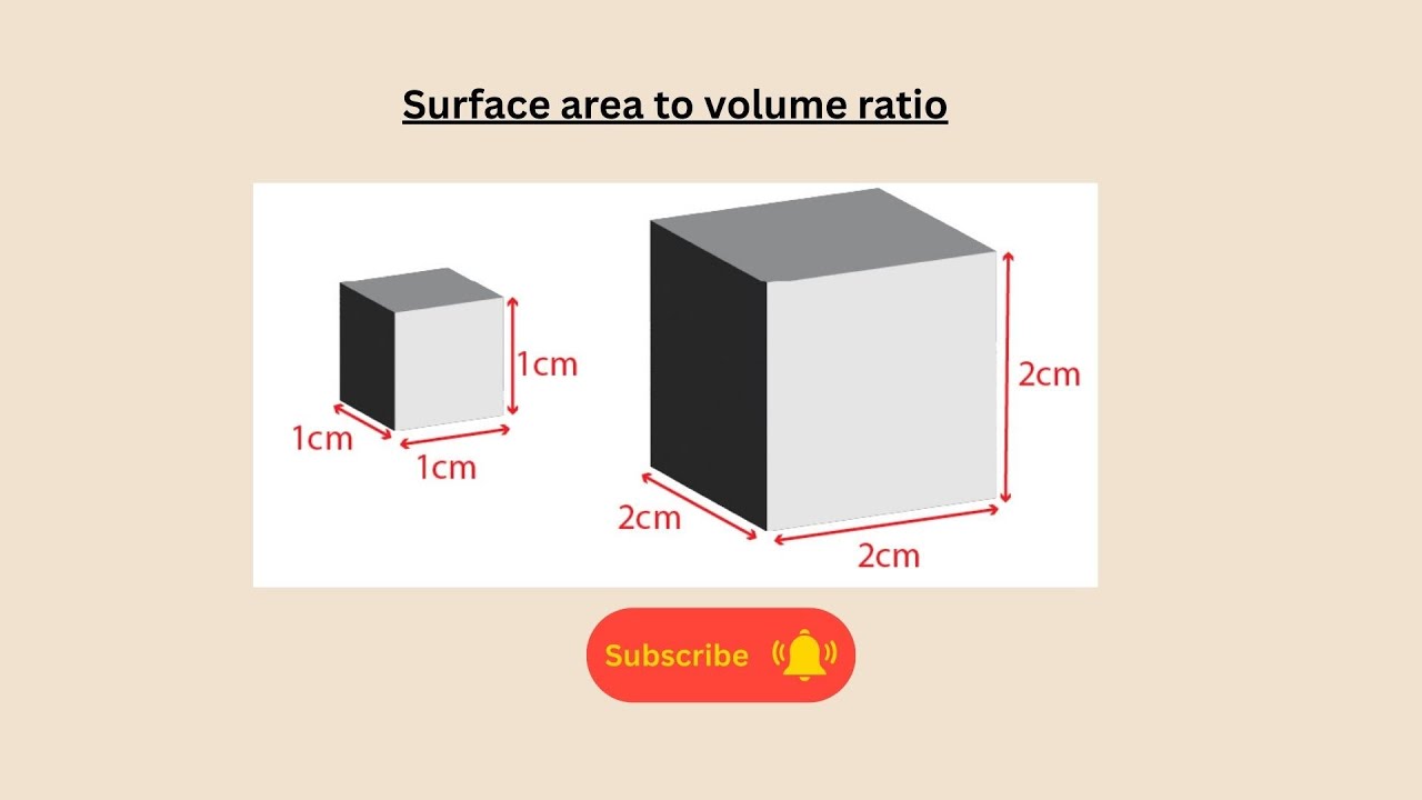 Surface area to volume ratio for AQA GCSE Biology and combined science ...