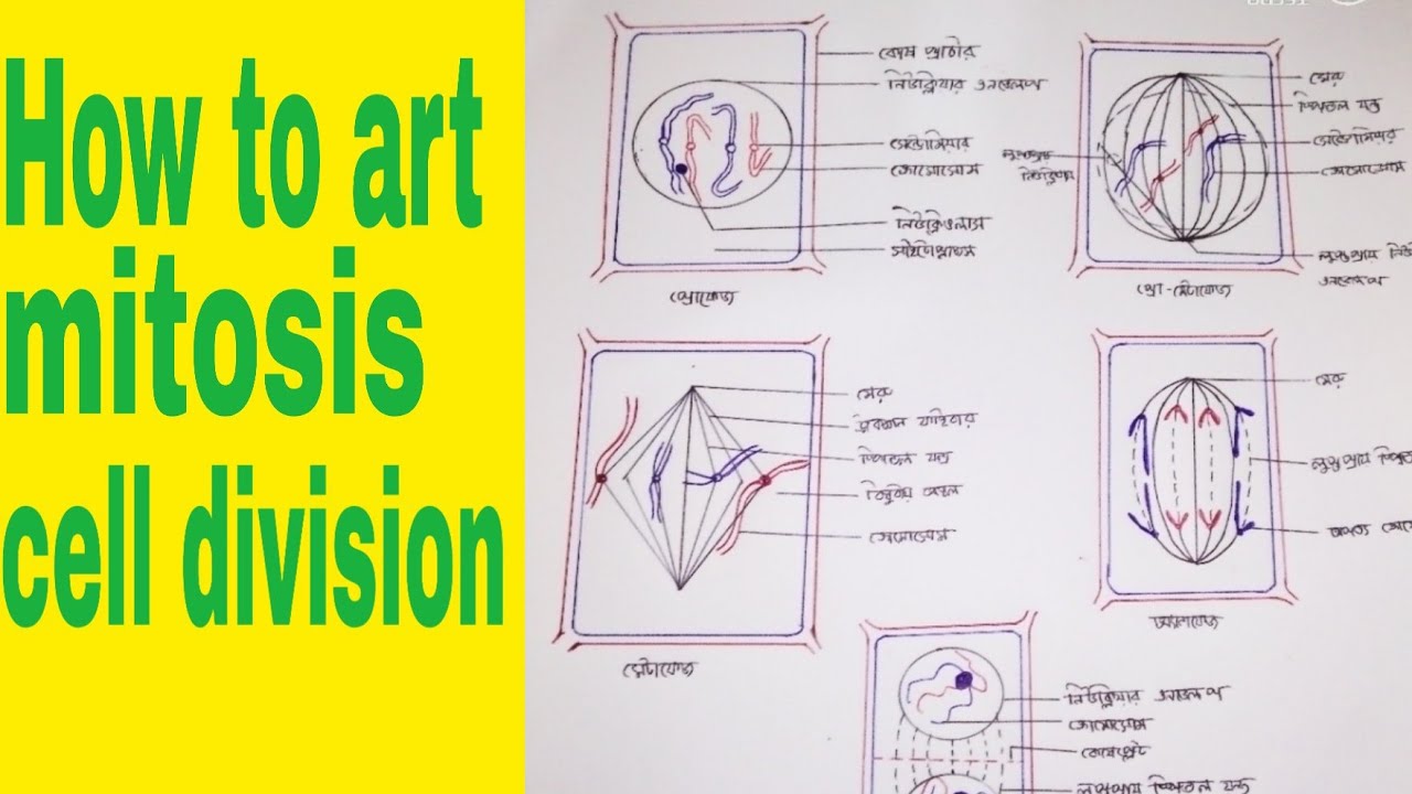 How to art mitosis cell division - YouTube