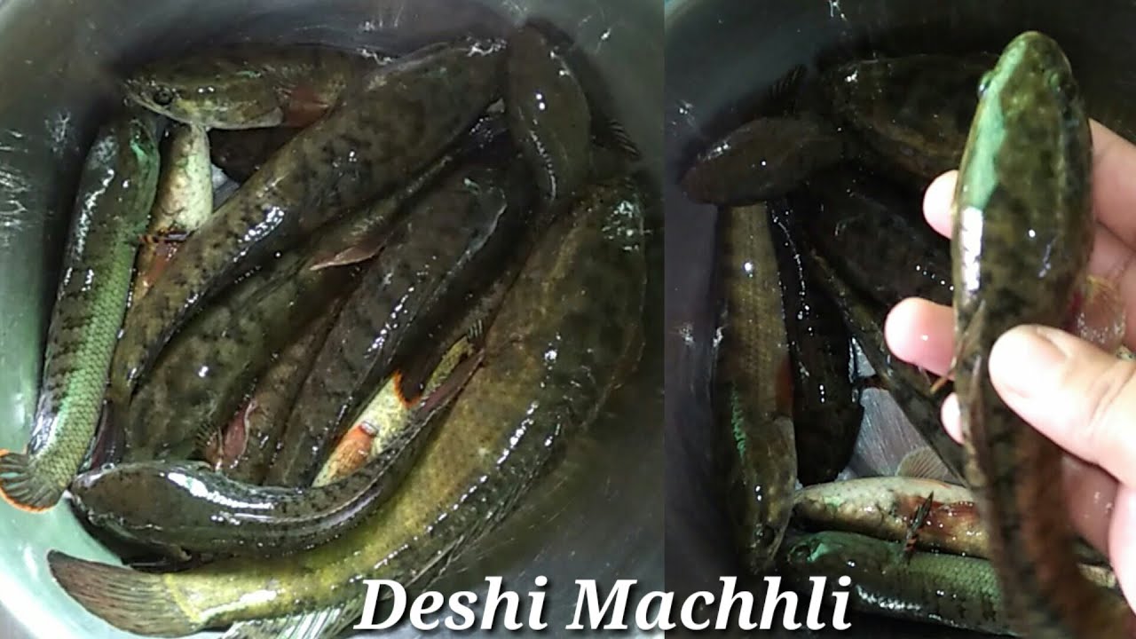 Deshi Machhli Recipe | गरई मछली बनाने का आसान तरीका/village style Sauri ...
