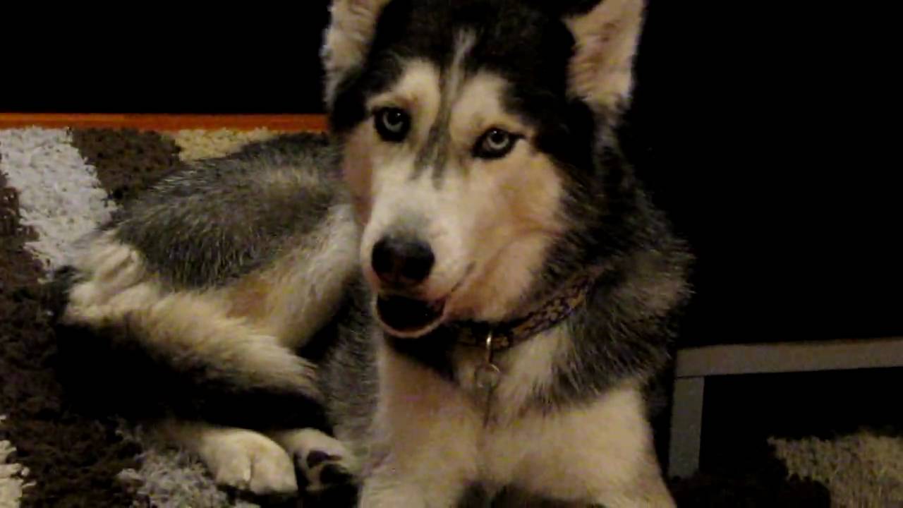 Mishka says "I want dinner"! - Husky Dog Talking - YouTube