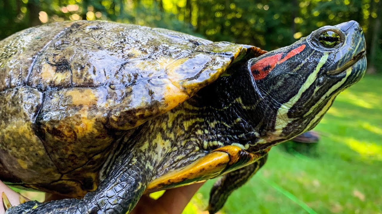 The Red Eared Slider; The BEST Pet Turtle?? - YouTube