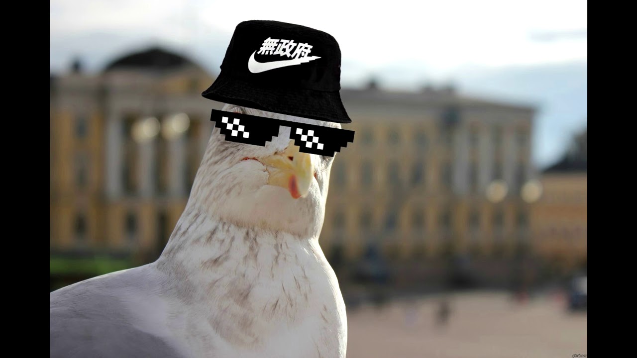xxx Gangsta Seagull xxx - YouTube