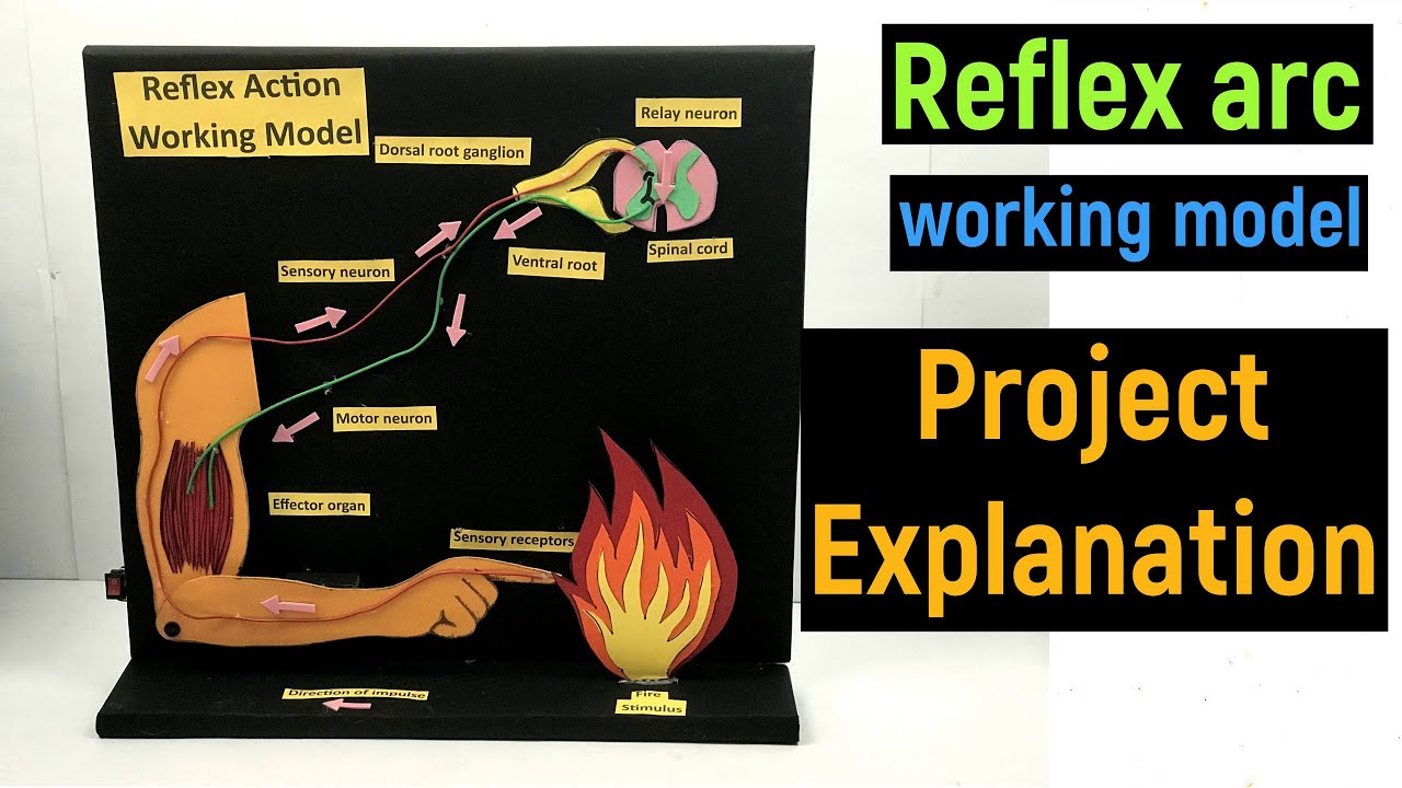 reflex arc project explanation - reflex arc working model - project ...