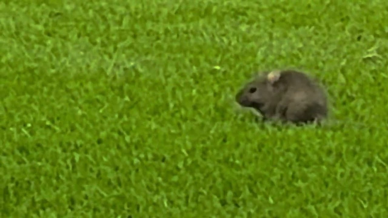 Mouse Invades Old Trafford Pitch During Match! 🐭⚽ - YouTube