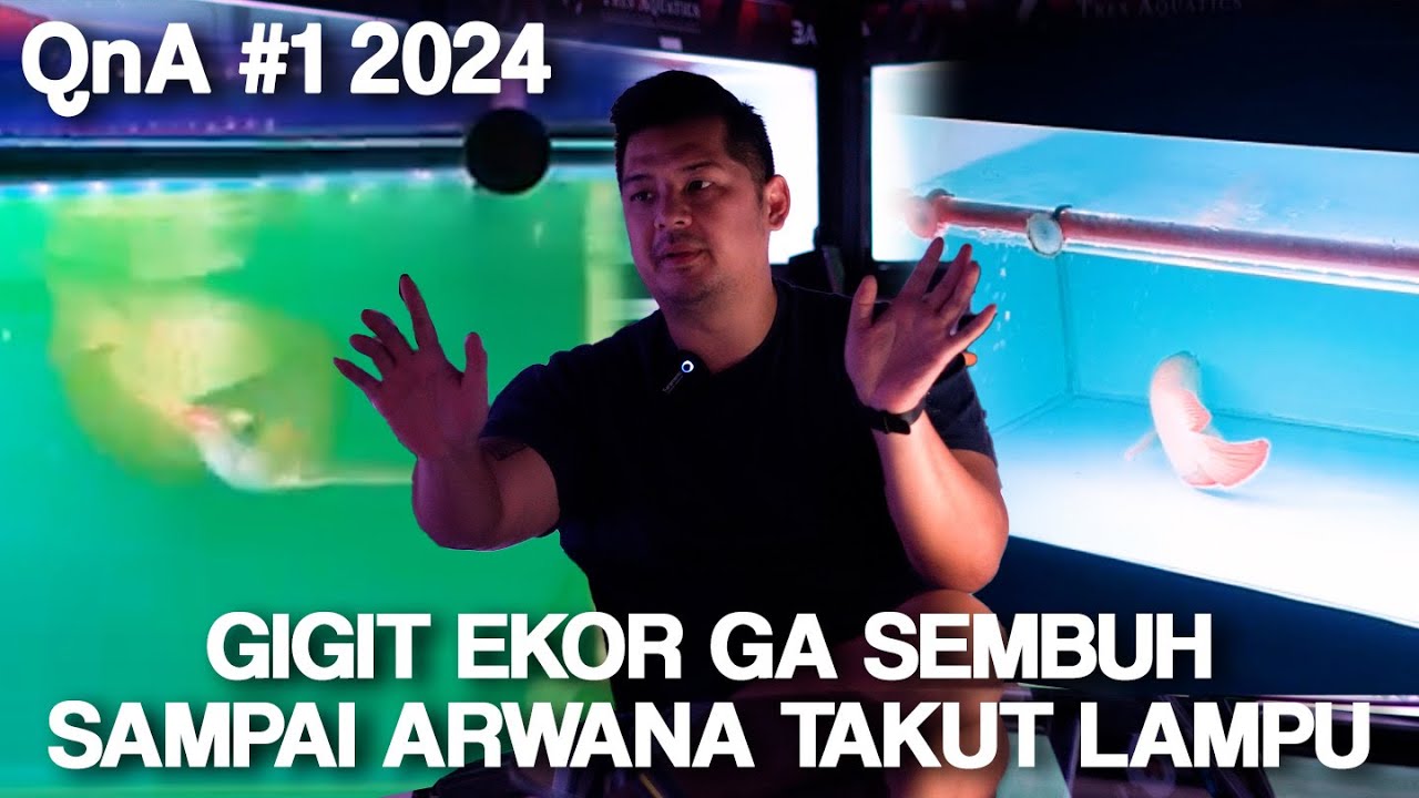 Sungut Arwana Benjol sampai Gigit Ekor - QnA Mike Red #1 2024 - YouTube