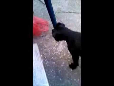 10 week old cane corso puppy barking - YouTube