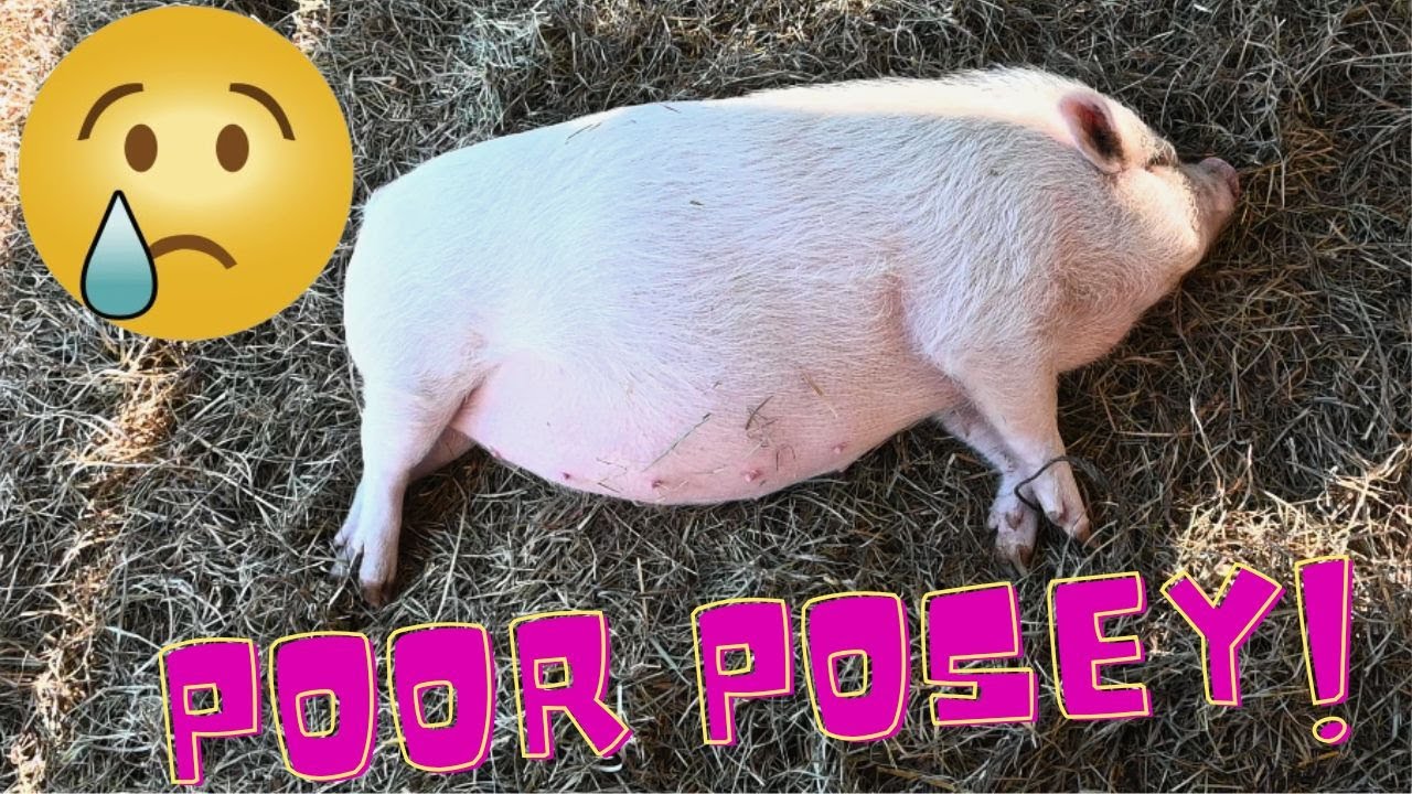 Poor Posey PIG! - YouTube