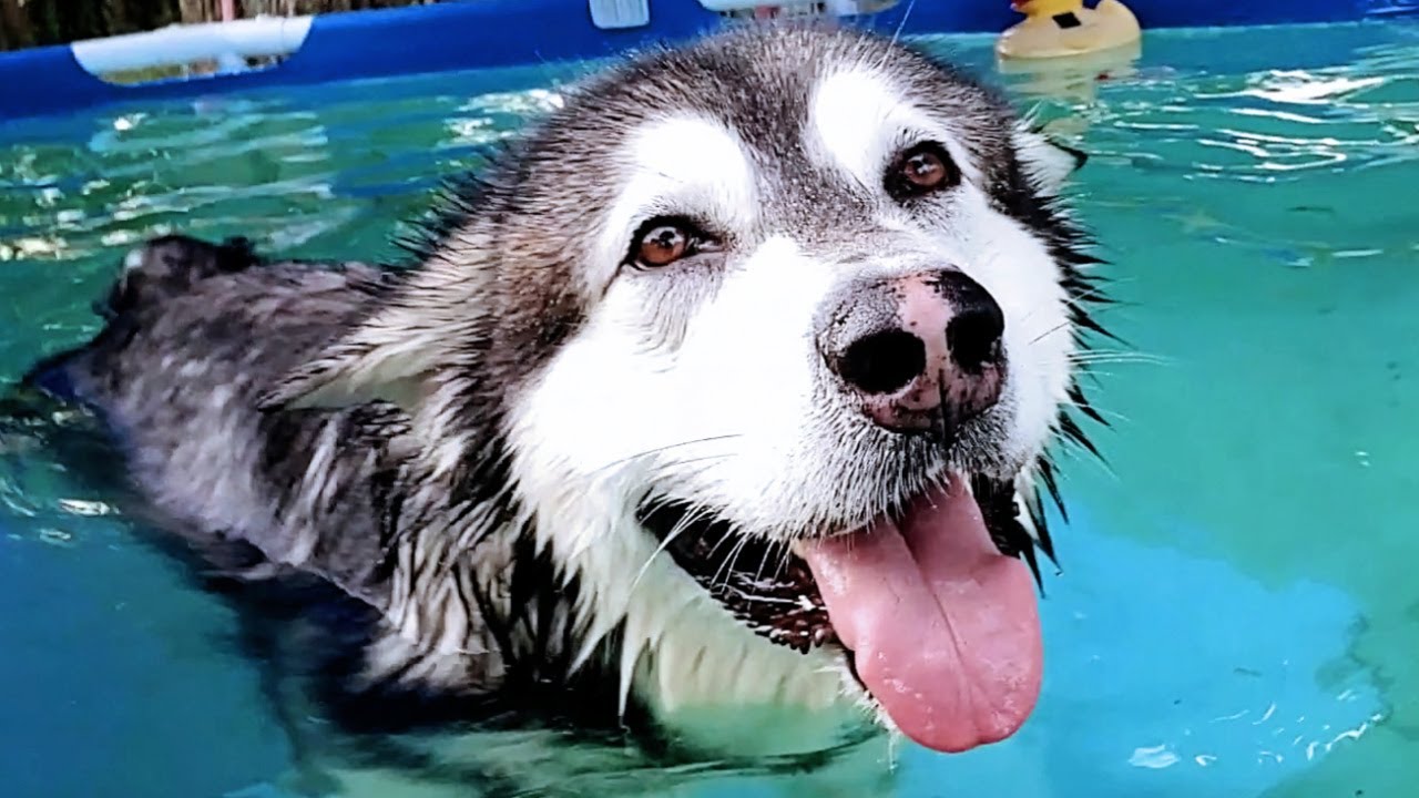 Happy Malamute & Husky Have A Pool Party! - YouTube