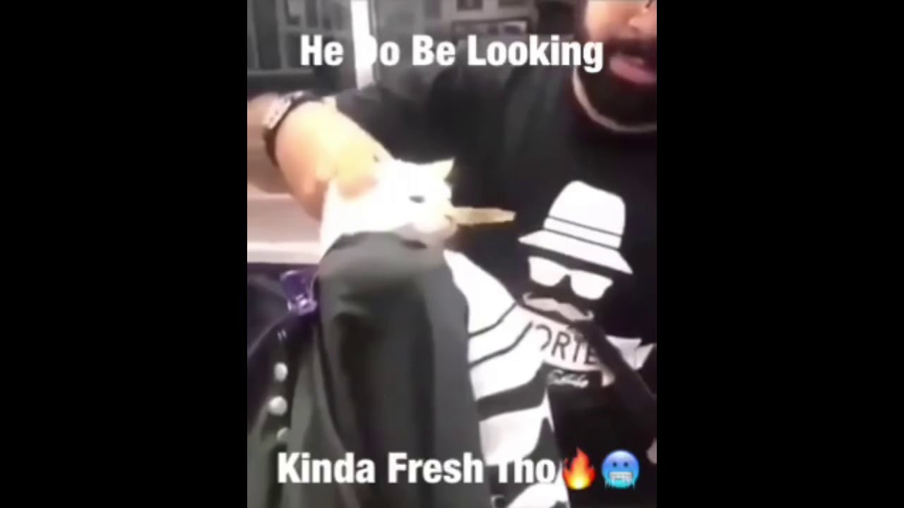 Cat getting fresh cut - YouTube