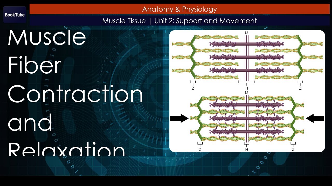 Muscle Fiber Contraction and Relaxation | Muscle Tissue | Unit 2 ...