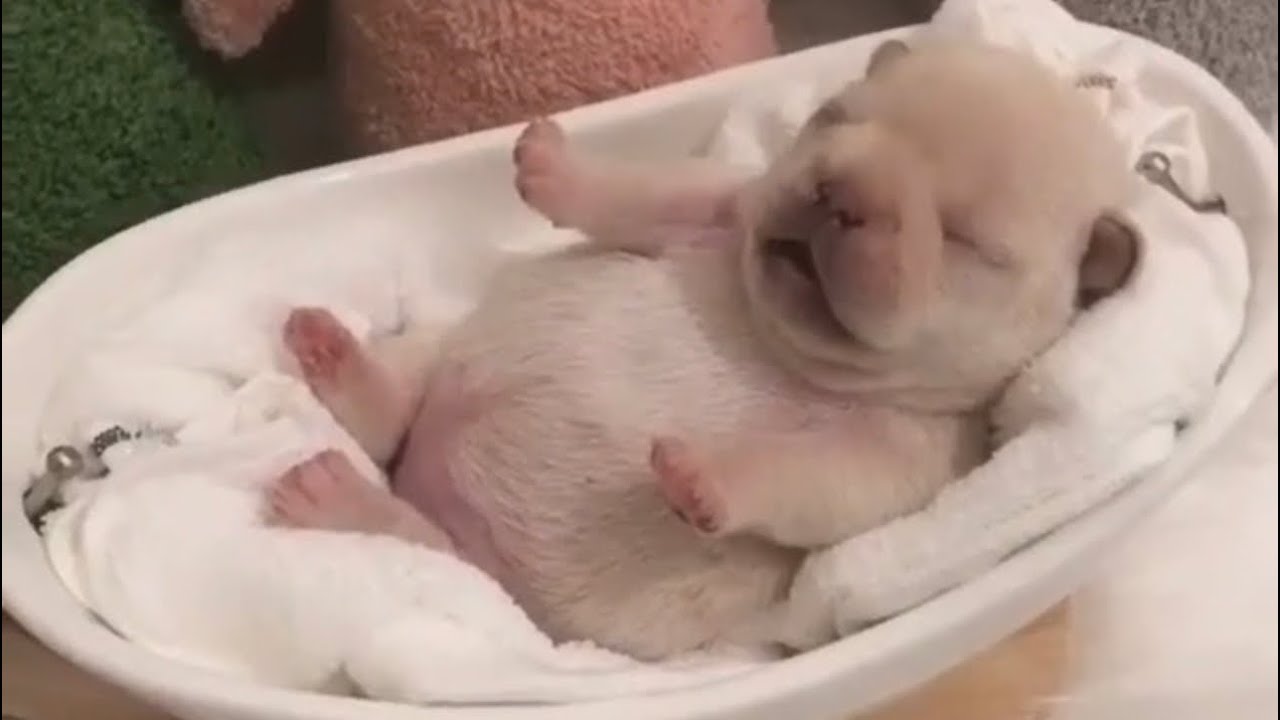 Enamórate de los perritos bebés los mas chiquitos, tiernos bellos ...