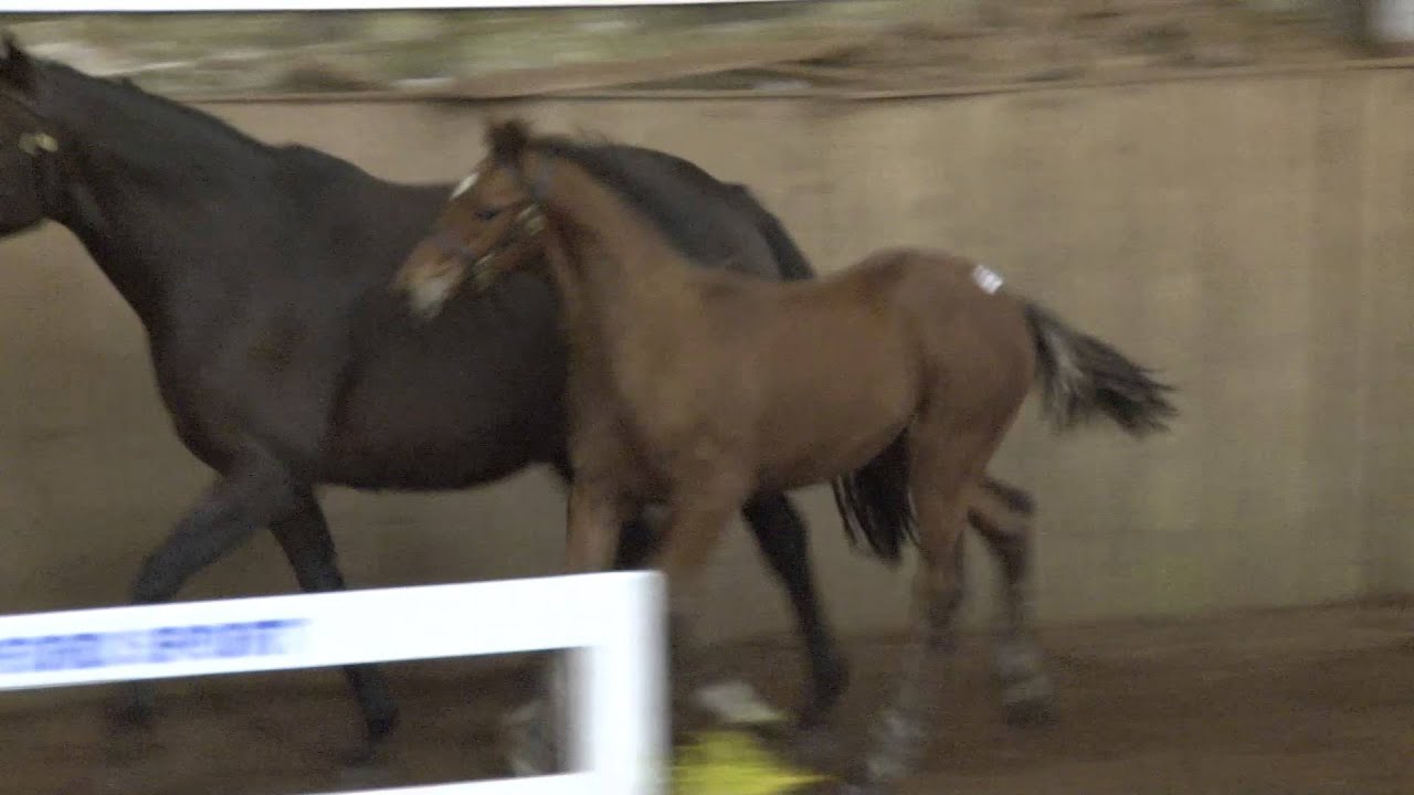 Kilmountain Coda - 2015 foal by Lucky Valier - YouTube