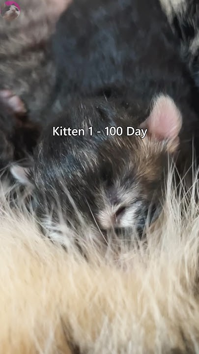 Timelapse Kitten Day 1 - Day 100 Cute😍😍 #kucing #kucinglucu #kitten #suaraanakkucing - YouTube