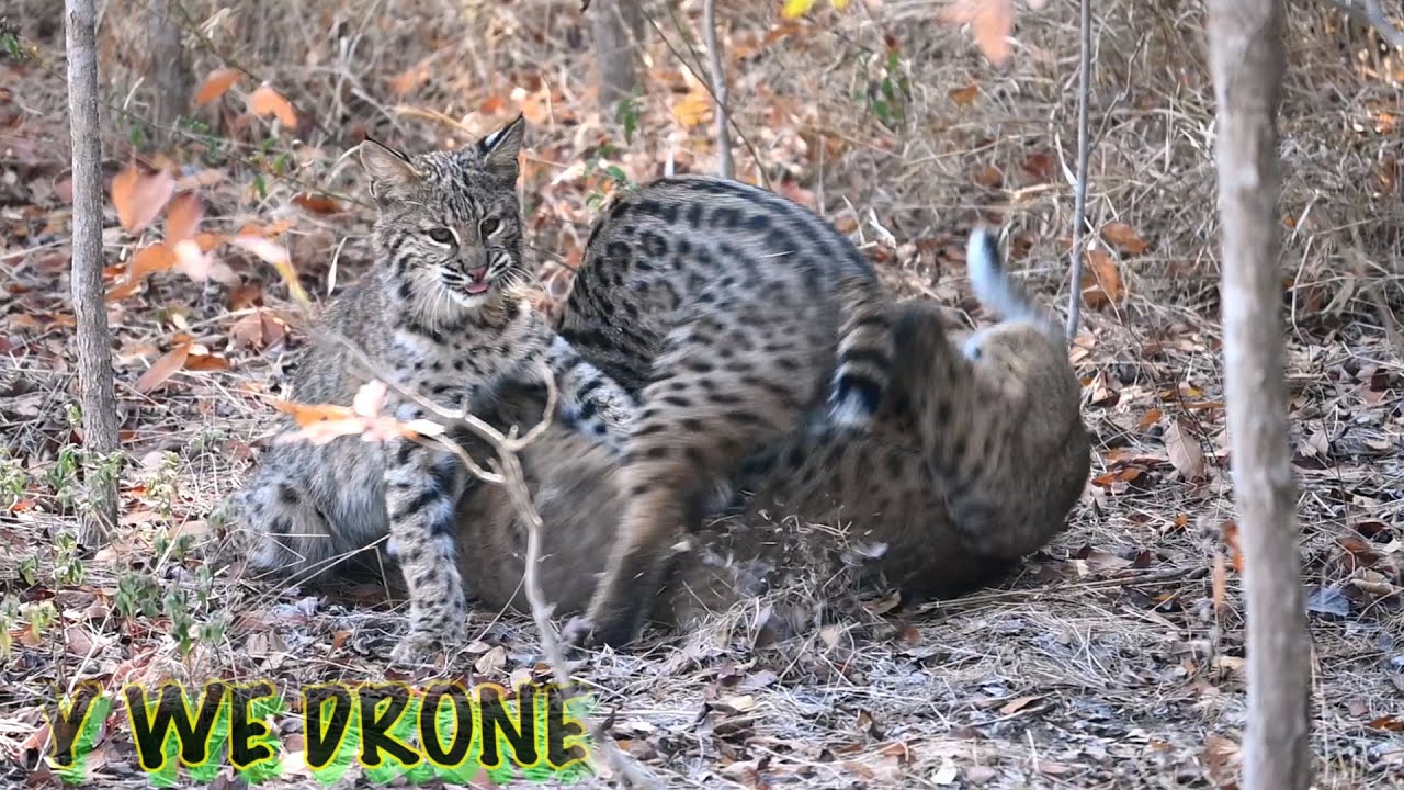 Bobcat Cubs Playing - YouTube