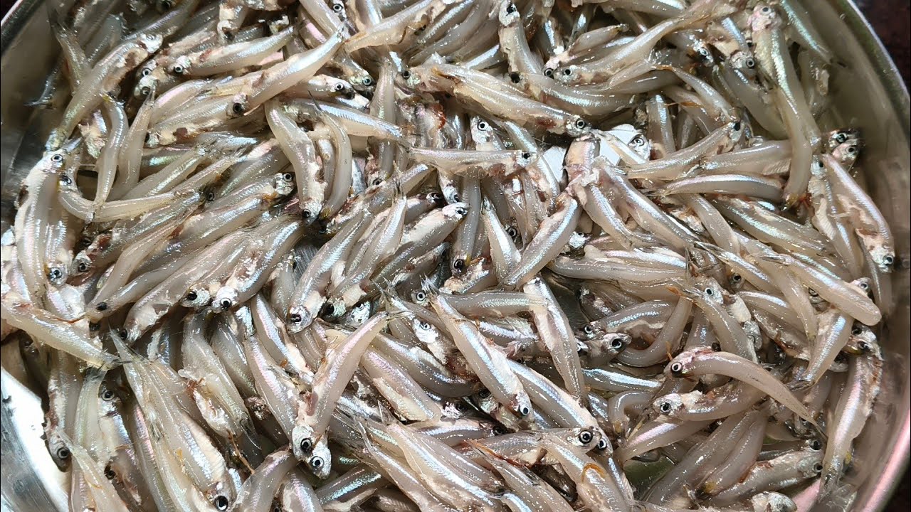 #sidhari fish.सिधरी मछली.सिधरी मछली banane ka tarika #viral #food # ...