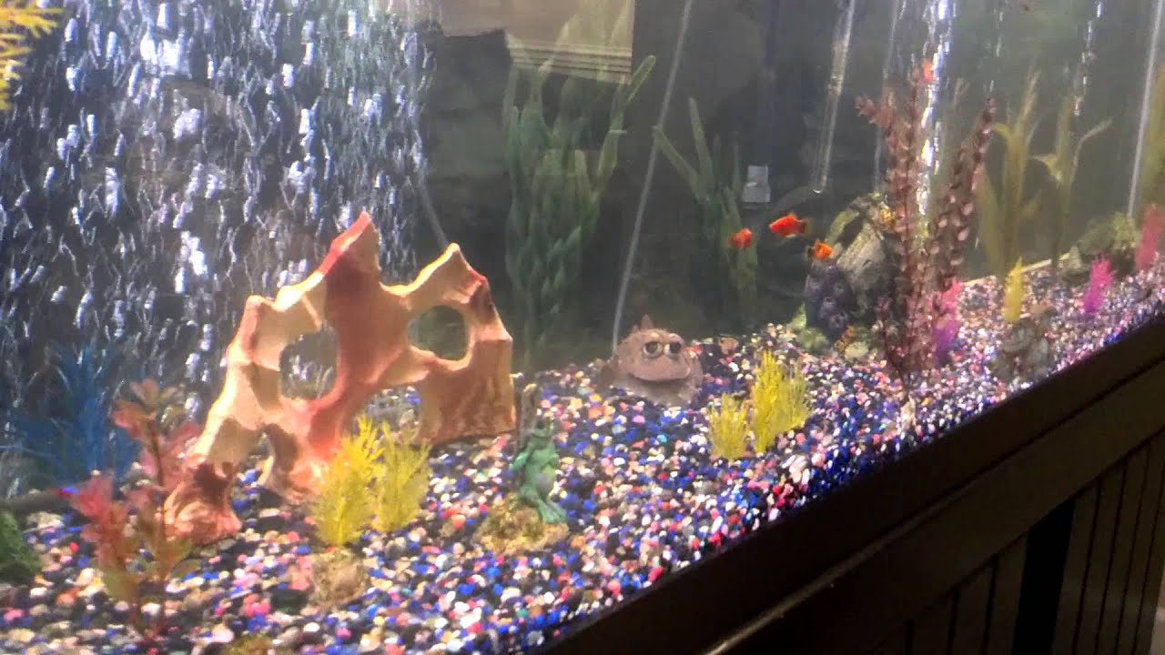 125 Gallon NoN Aggressive Fish Tank - YouTube