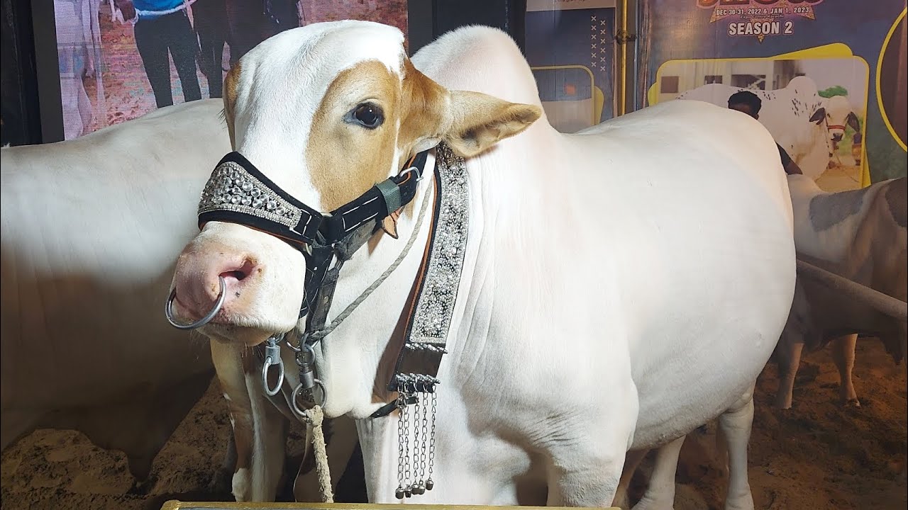 Dalfa Cattle Show 2023 🤩 - YouTube