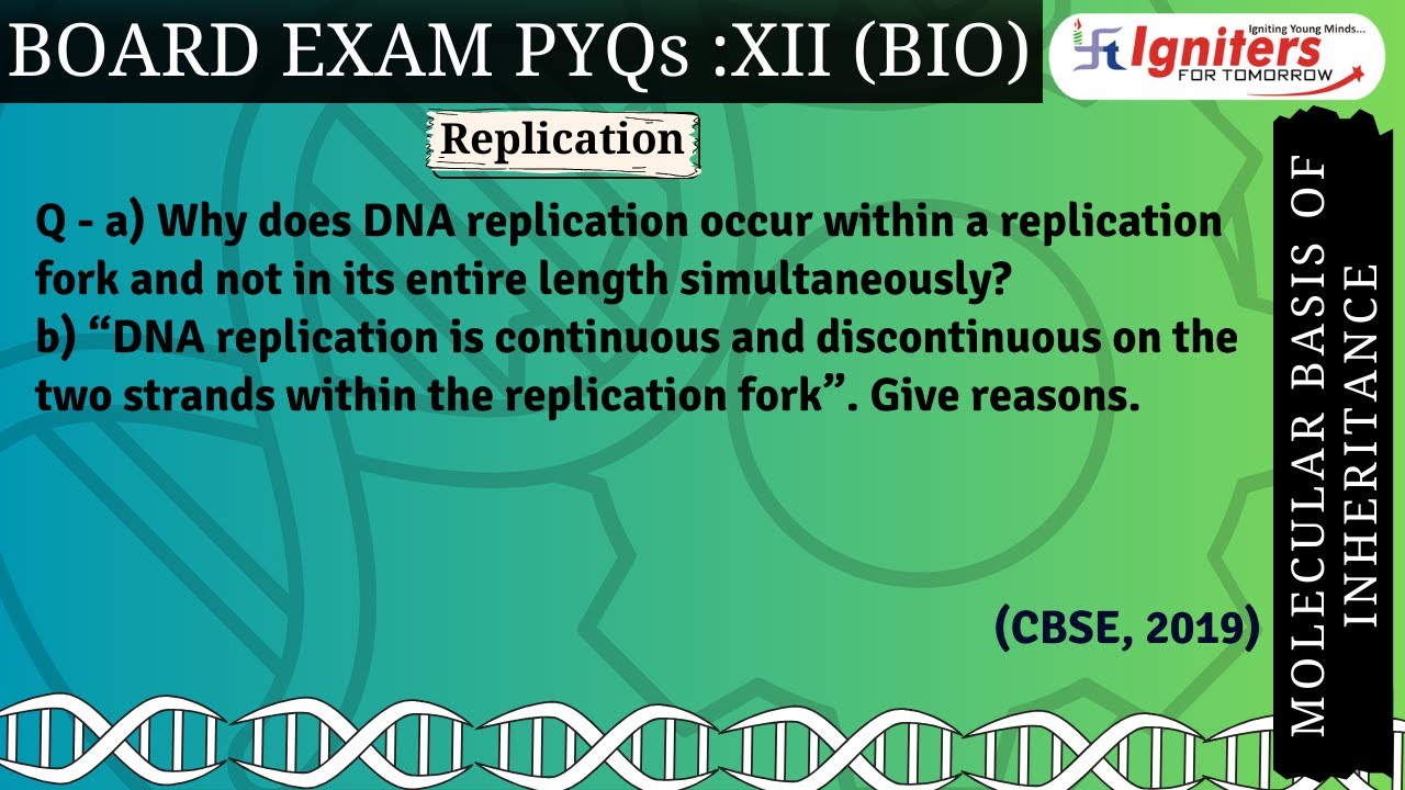 Why Does Dna Replication Occur Within A Replication Fork And Not In Its 9246