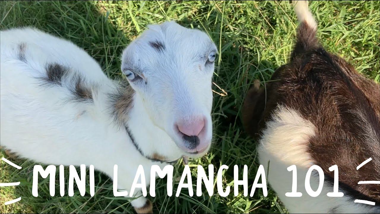 Mini Lamancha Goats