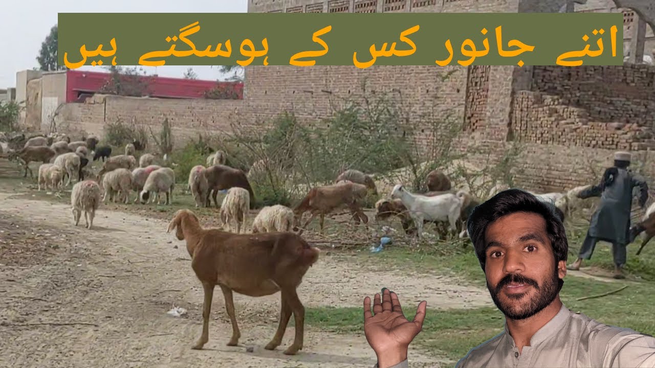 Itny Janwar kis k ho sgty han #farhanworld1 #dailyvlogs - YouTube